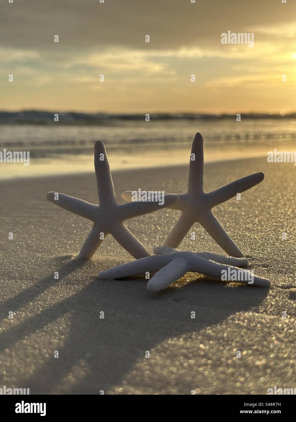 Starfish on beach sand with golden sunset background Stock Photo - Alamy