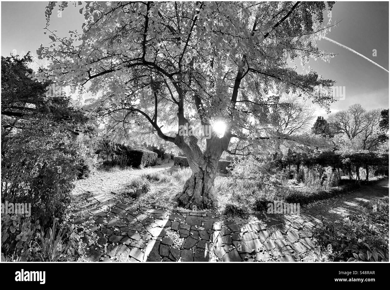 Sunlight through Black and White Stock Photos & Images - Alamy