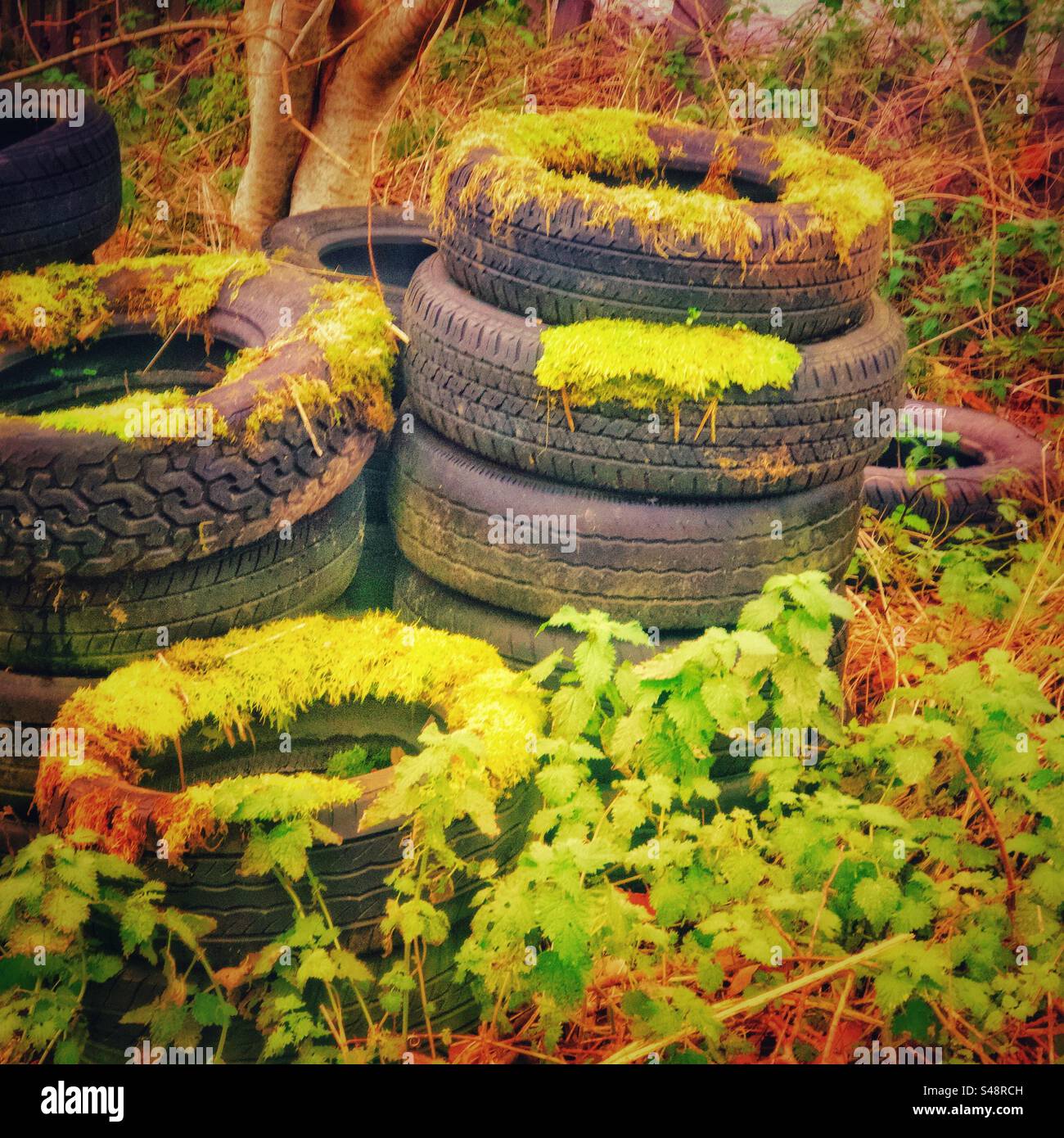Disused tyres worn out with moss growing on rubber Stock Photo - Alamy