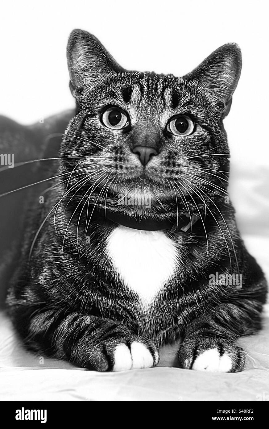 Big eyes front paws hi-res stock photography and images - Alamy