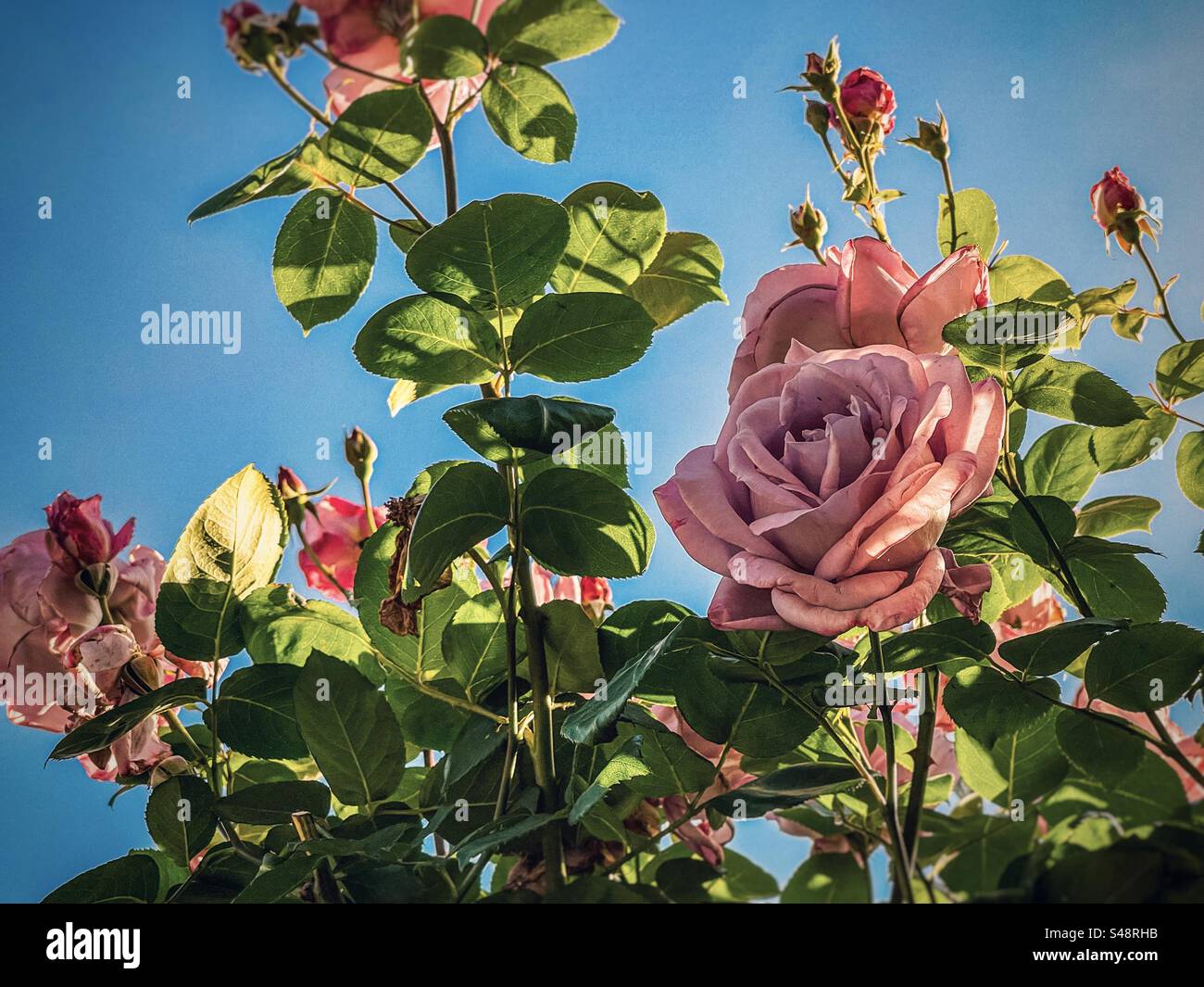 Mauve color roses hi-res stock photography and images - Alamy