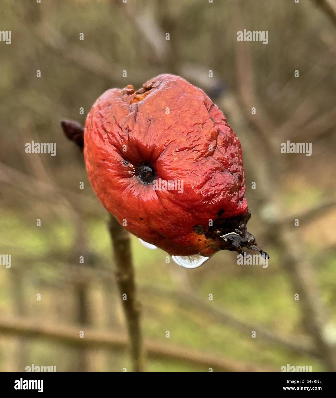 Apple spur hi-res stock photography and images - Alamy