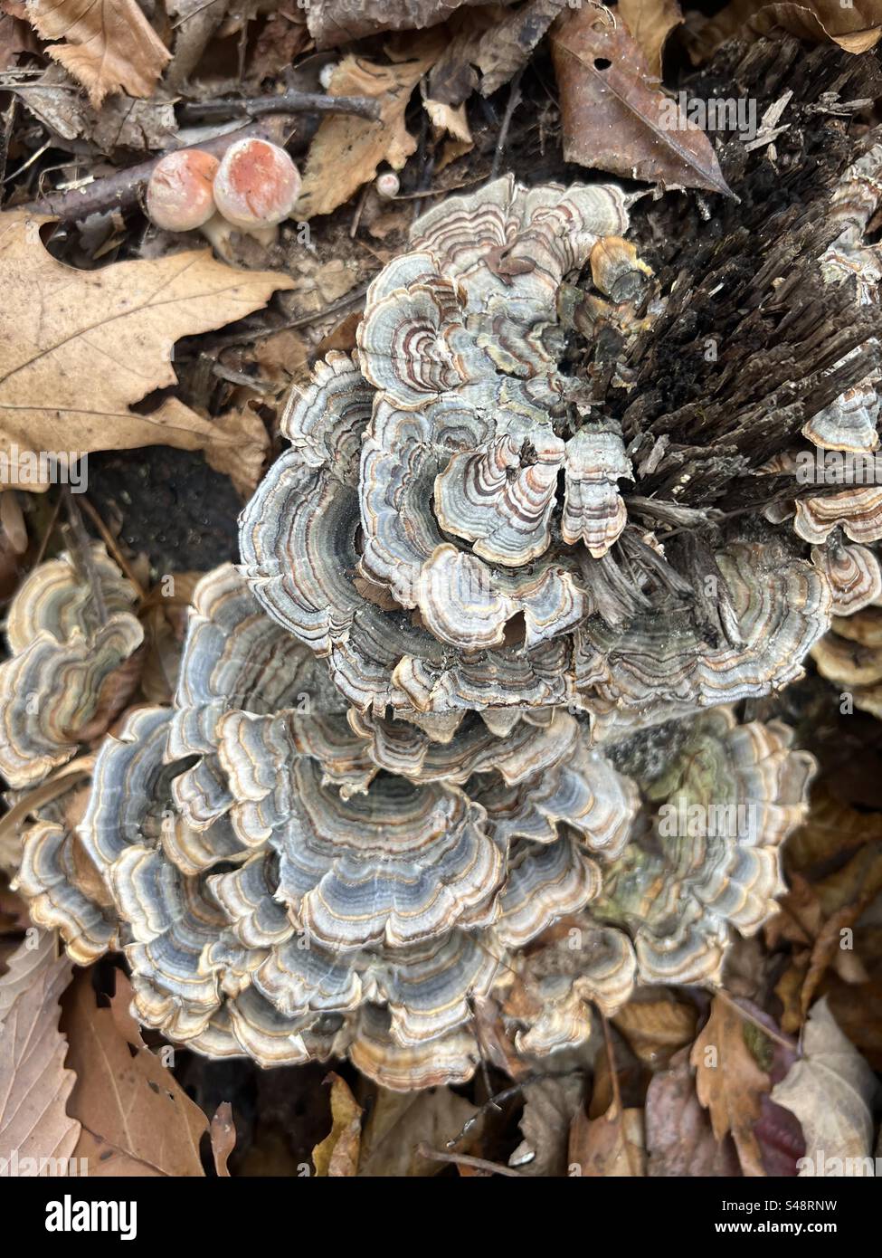 Wild Turkey Tail Mishrooms Stock Photo - Alamy