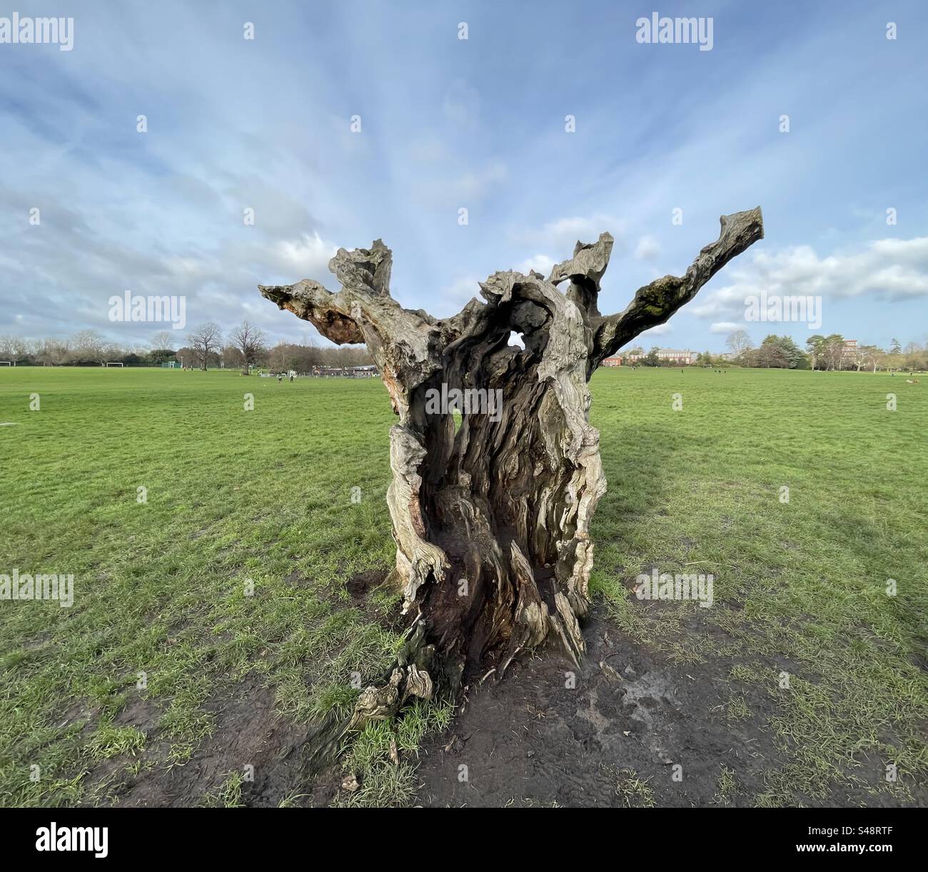 Rotted out tree hi-res stock photography and images - Alamy