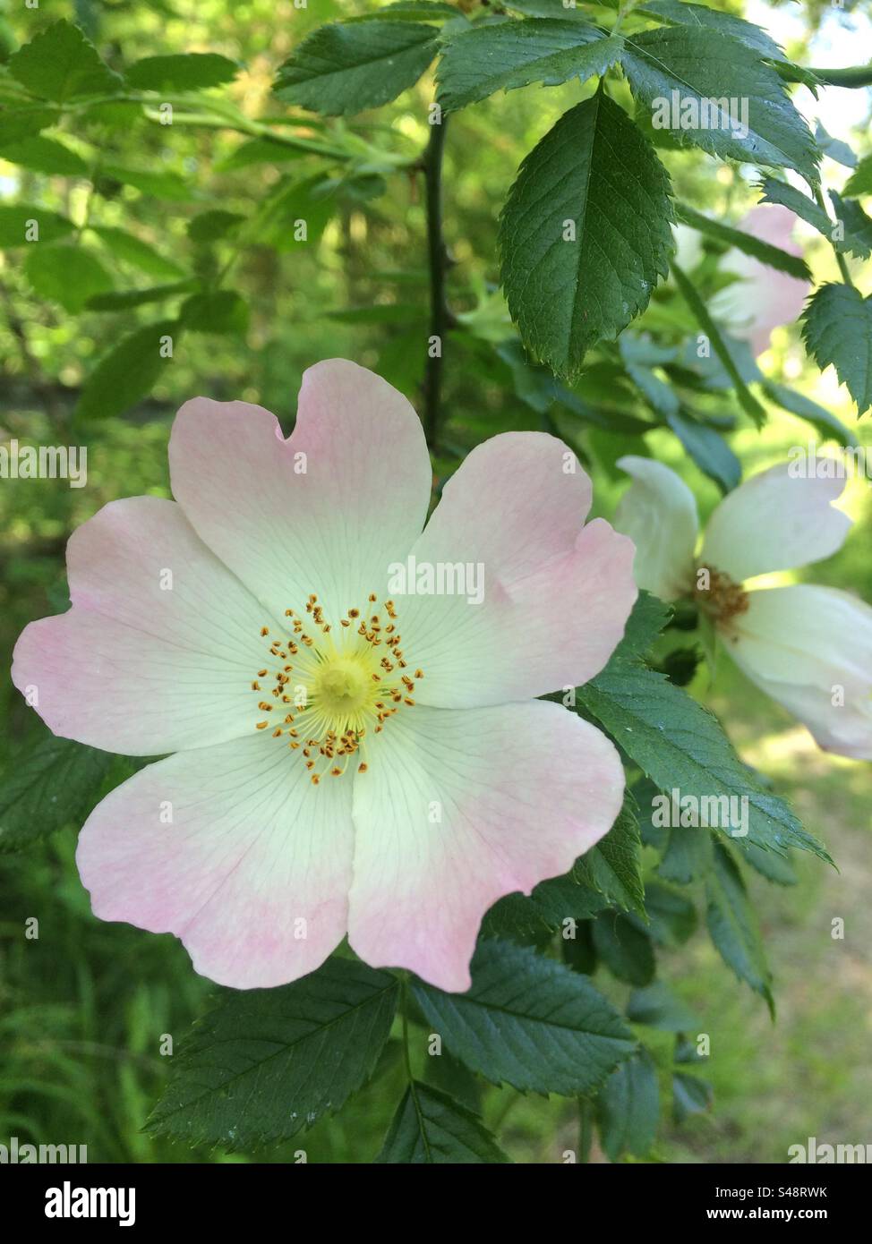 Wild rose spotted on a June walk, England UK 2023 Stock Photo - Alamy