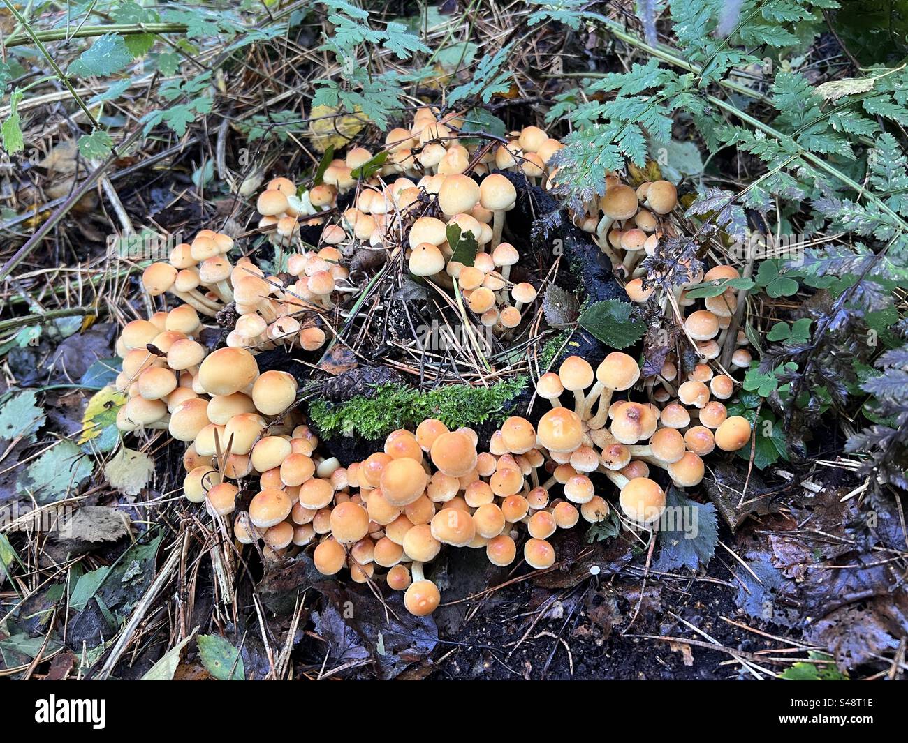 Ring of small fungi Stock Photo - Alamy