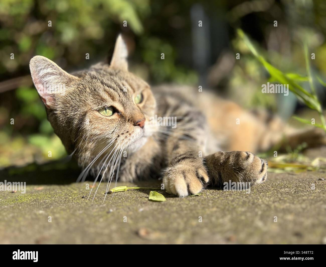 Sunshine cat hi-res stock photography and images - Alamy