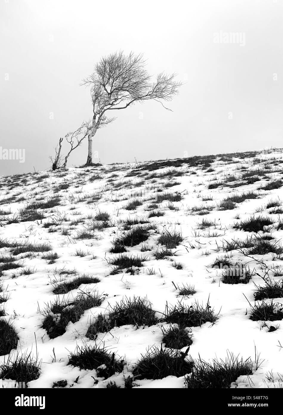 Windswept tree hi-res stock photography and images - Alamy