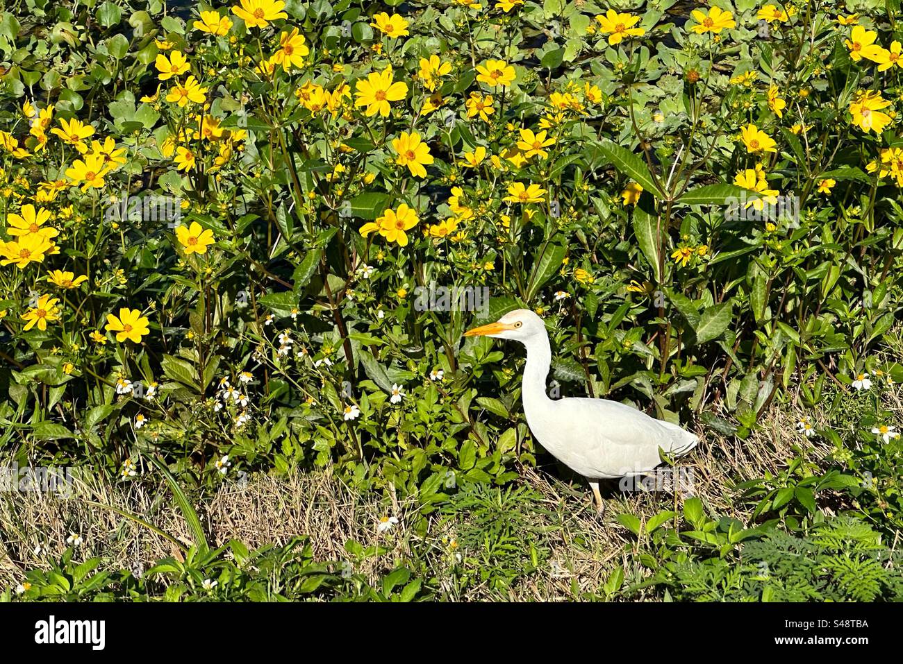 Whitebirdyellwoflowers hi-res stock photography and images - Alamy