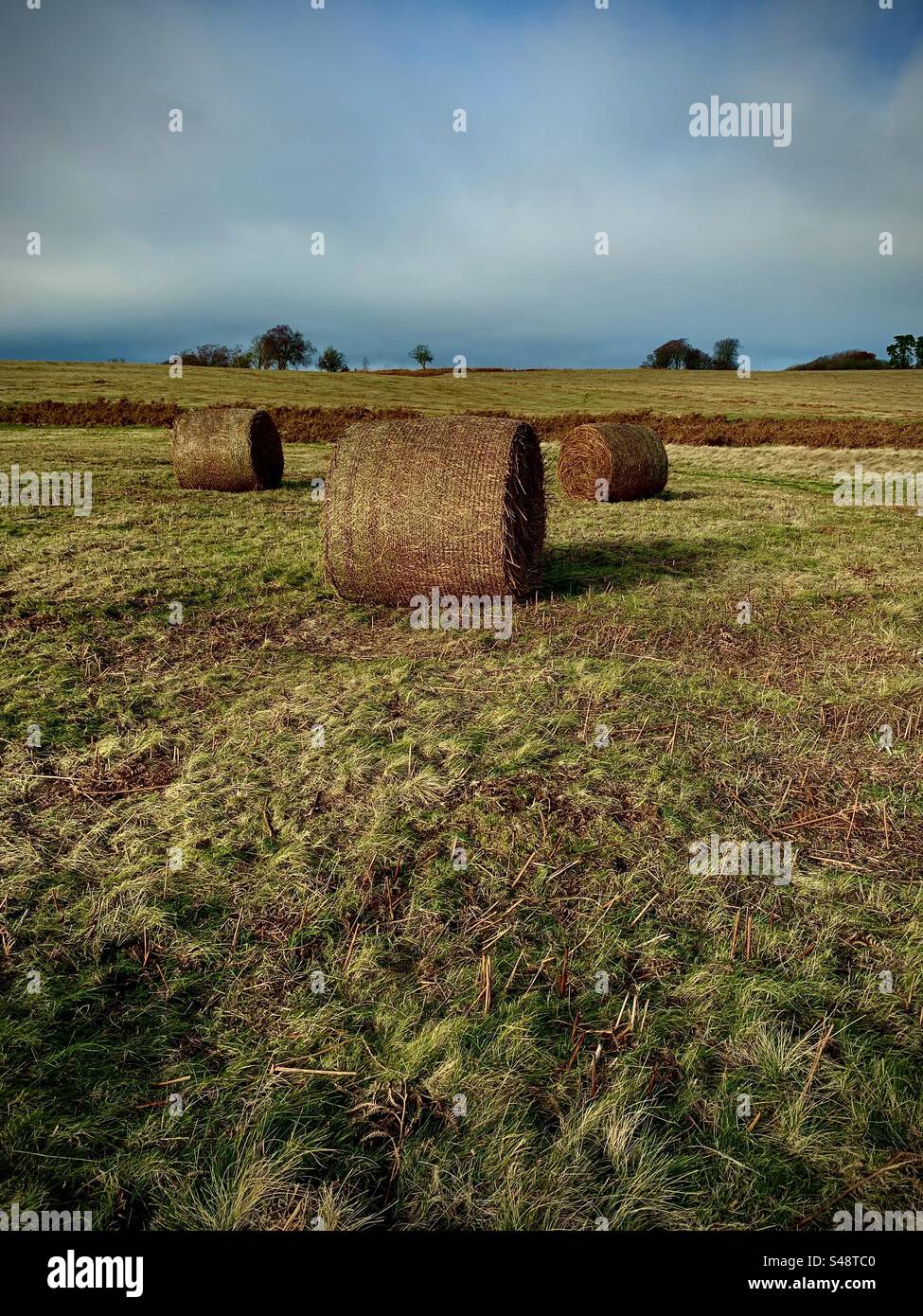 Bales of hay ready for winter Stock Photo - Alamy