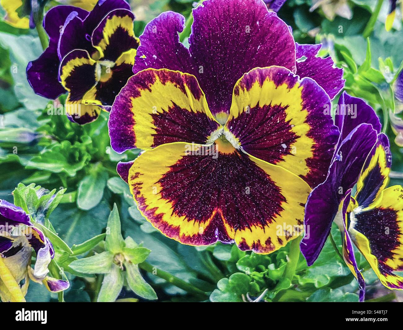Close-up of purple and yellow flowering pansy plants in the garden ...