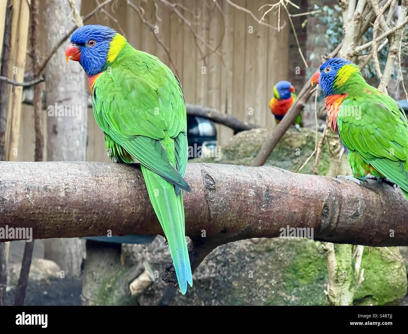 Three red birds hi-res stock photography and images - Alamy