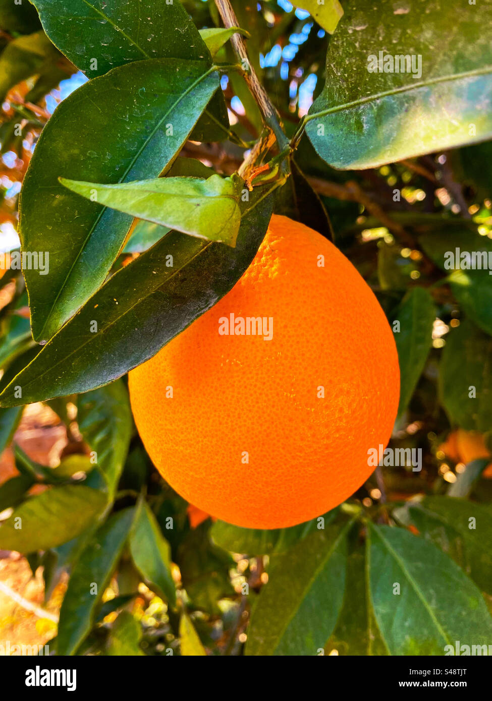 Fresh orange on the tree Stock Photo - Alamy