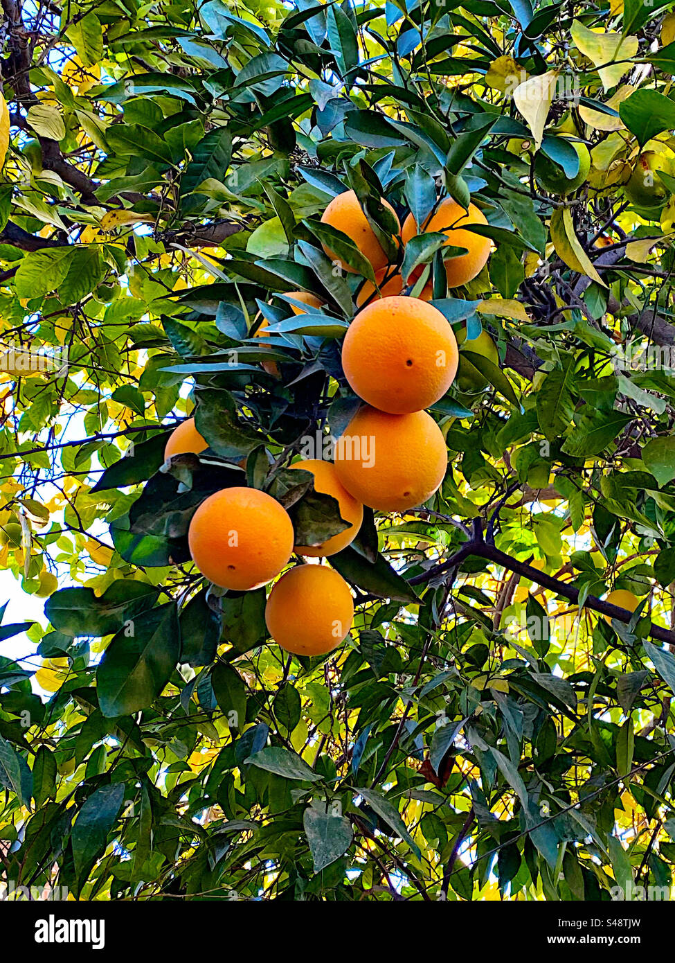 Fresh oranges on a tree Stock Photo - Alamy
