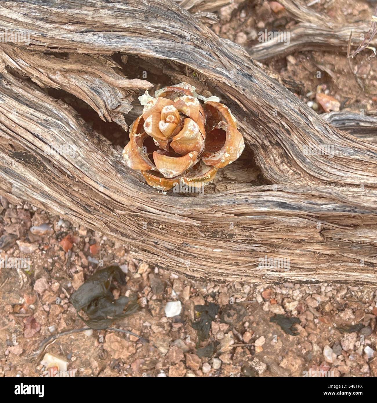 Desert pinecone hi-res stock photography and images - Alamy