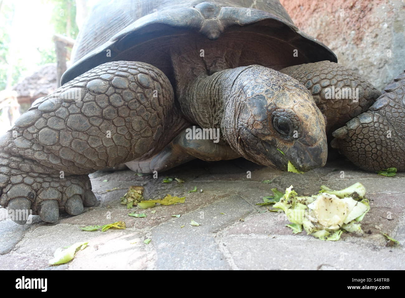 Tortoise face hi-res stock photography and images - Alamy