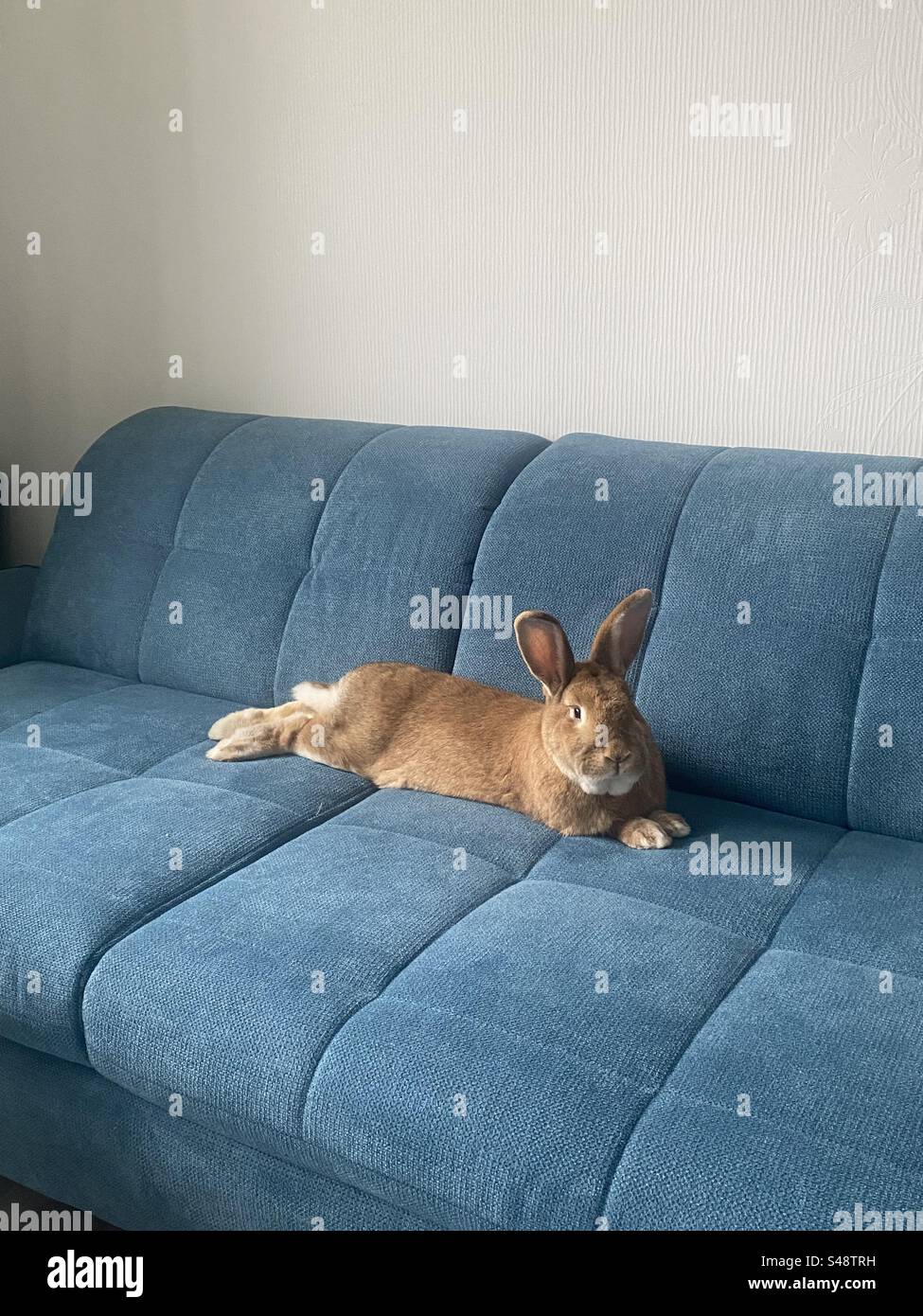 Bunny relax on sofa Stock Photo - Alamy