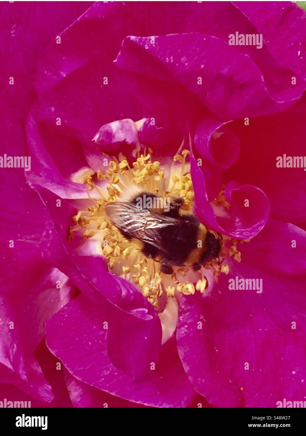 Honey bee in a pink peony with bright cerise pink petals and yellow ...