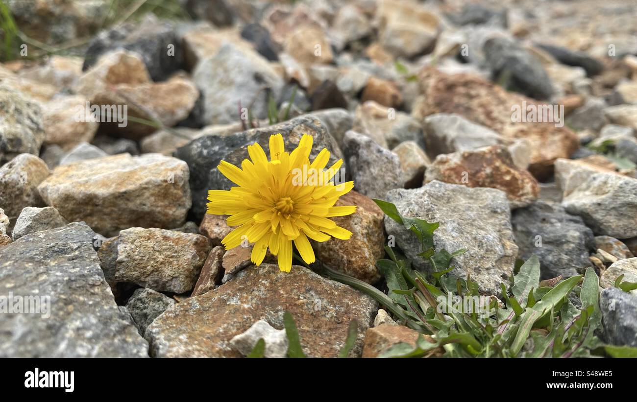 Among the wild nature hi-res stock photography and images - Alamy