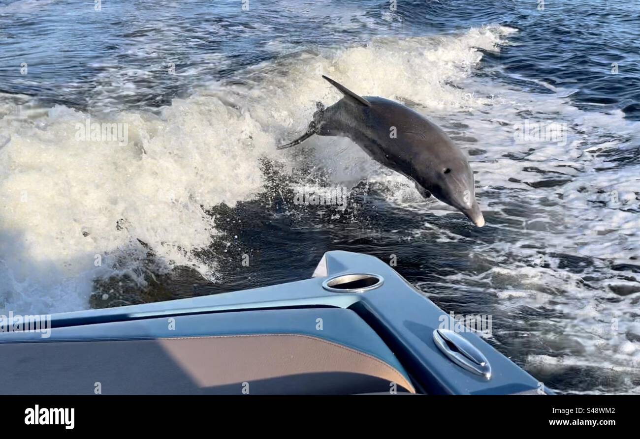 Dolphinboat hi-res stock photography and images - Alamy