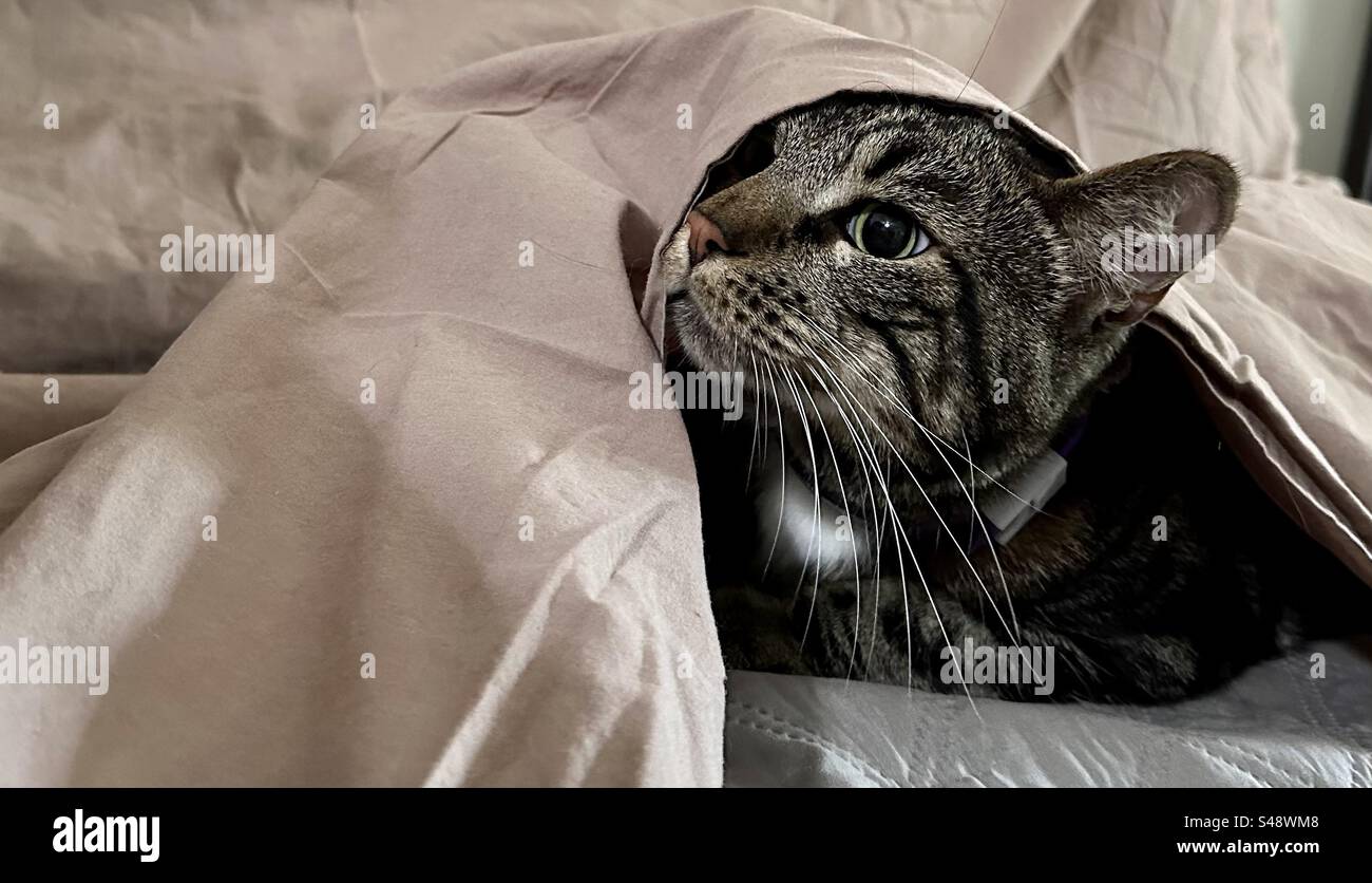 Peek a Boo Cat one eye nose ear whiskers blanket Stock Photo - Alamy