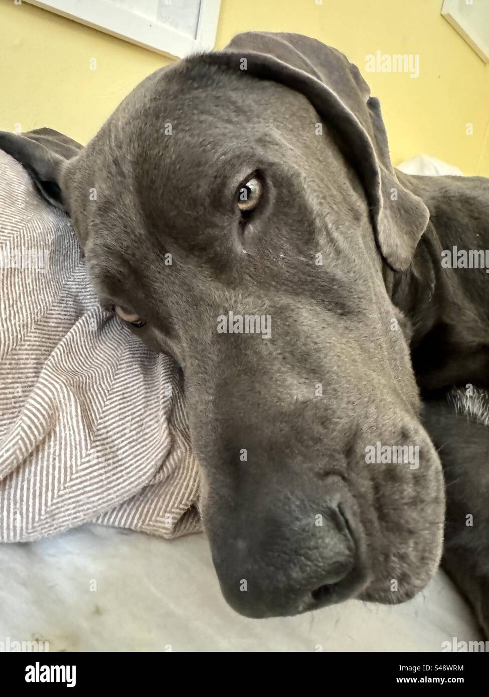 Blue great dane hi-res stock photography and images - Alamy