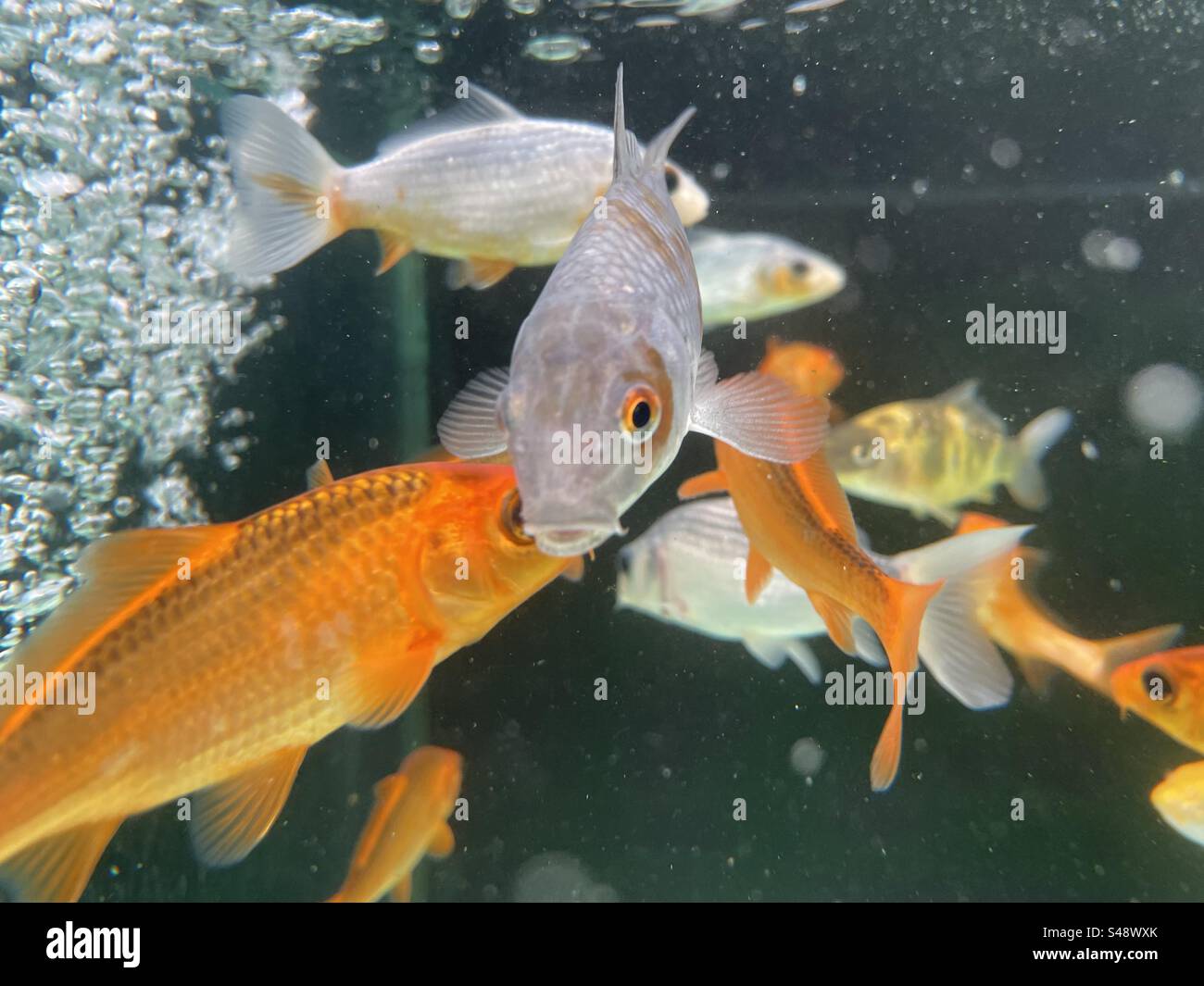 Gold fish hi-res stock photography and images - Alamy