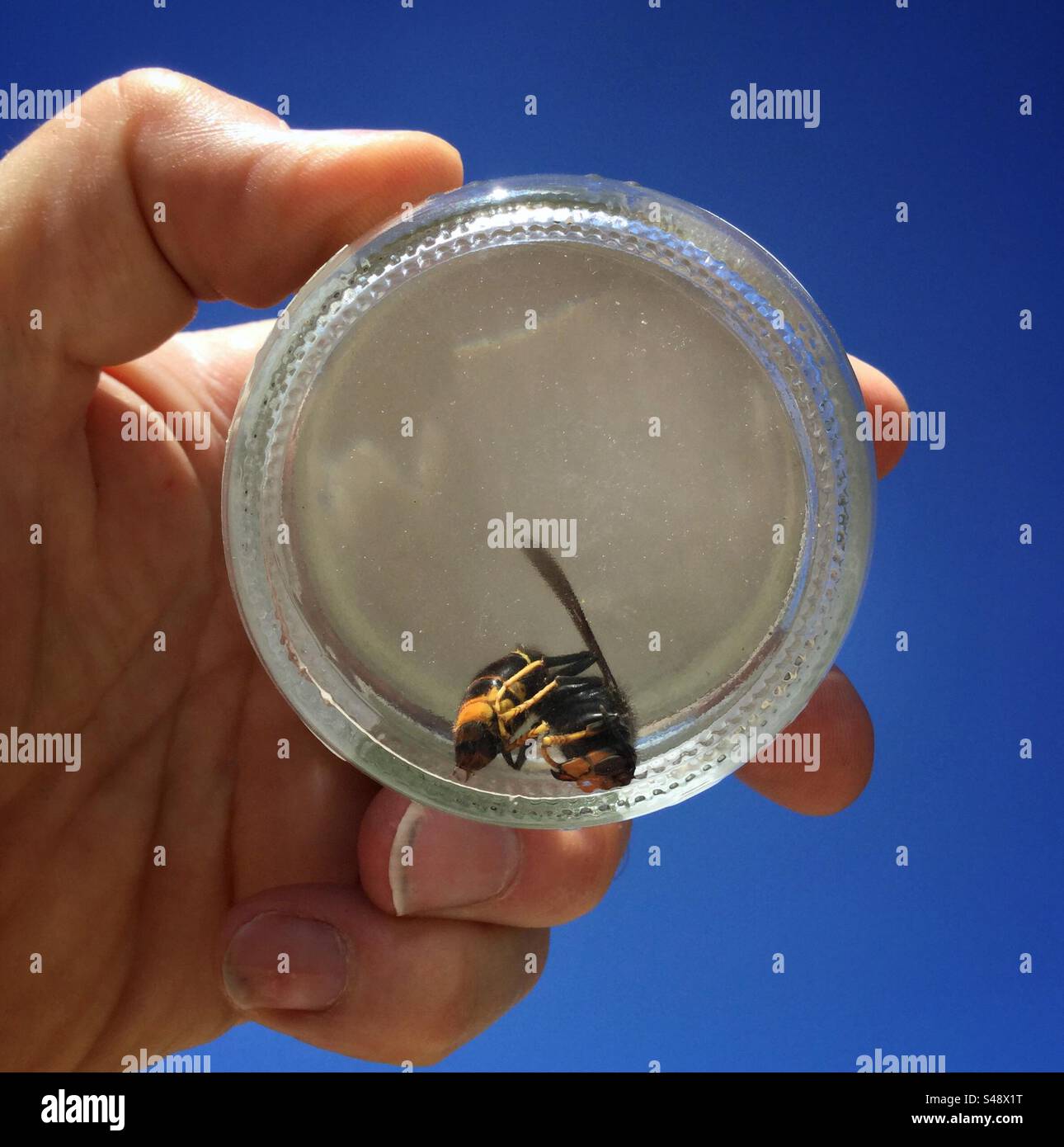 Asian Wasp, Catalonia, Spain Stock Photo - Alamy