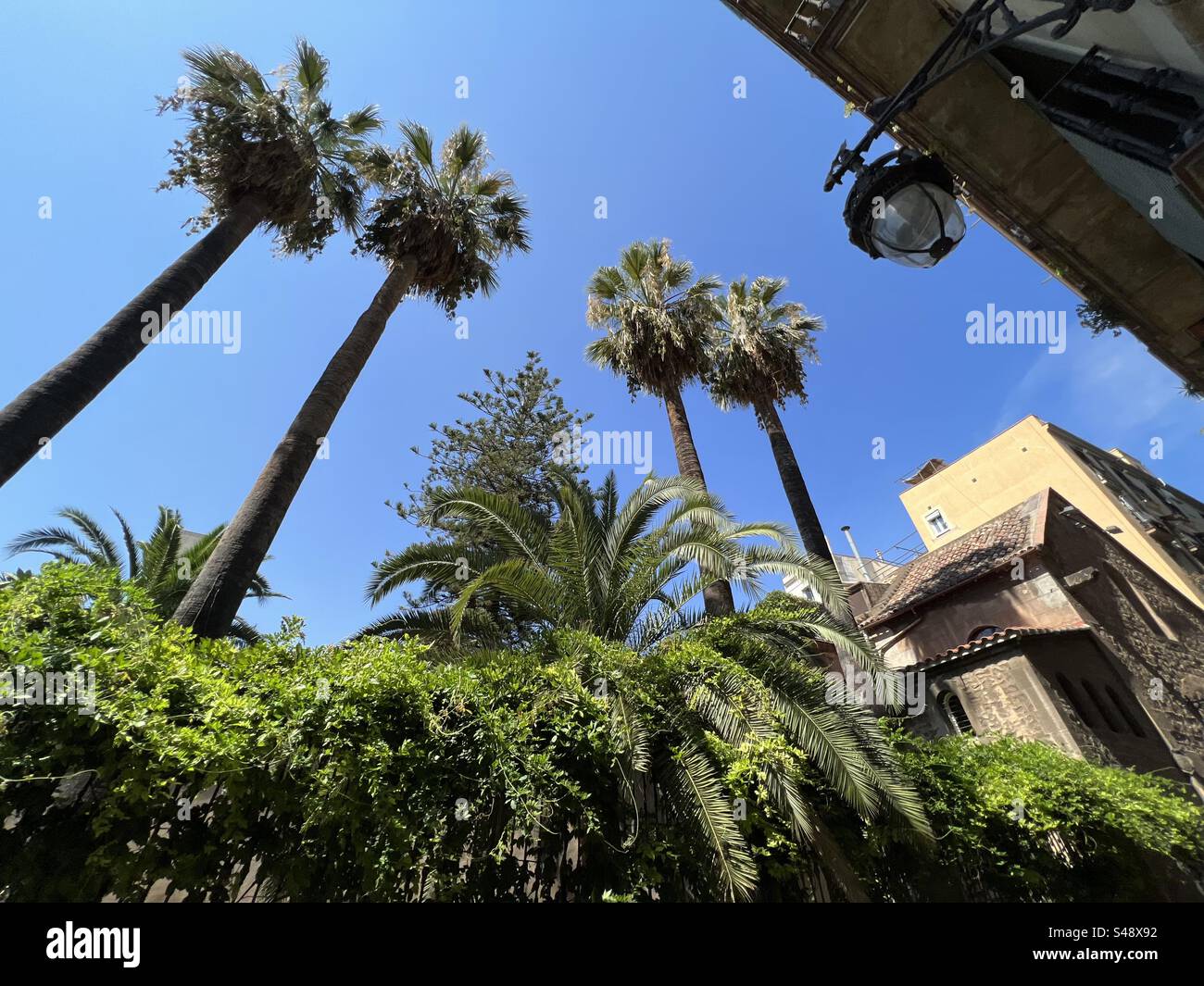 Ultra wide photo of palm trees and bushes in a street in Barcelona ...