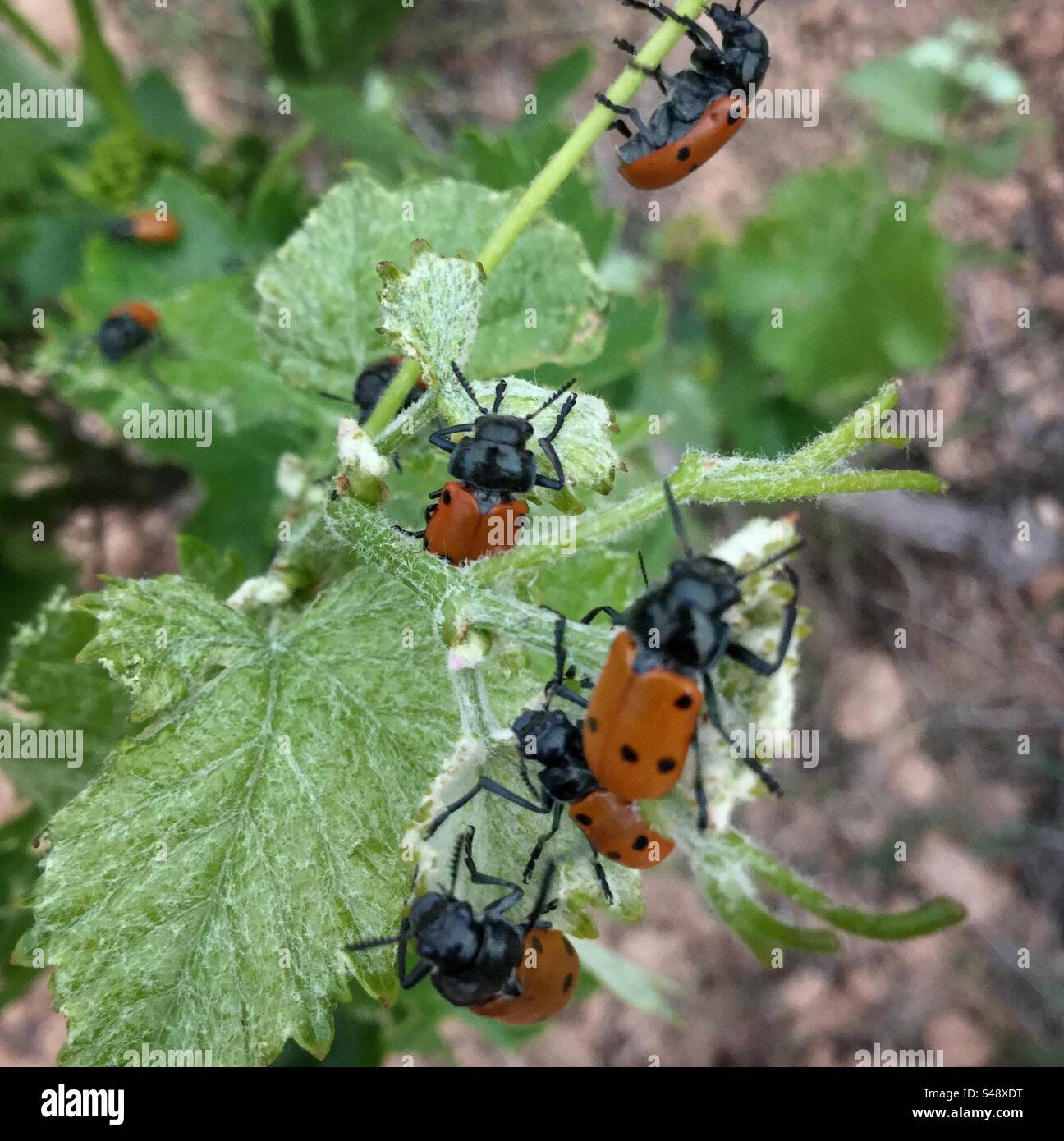 Vineyard insects hi-res stock photography and images - Alamy