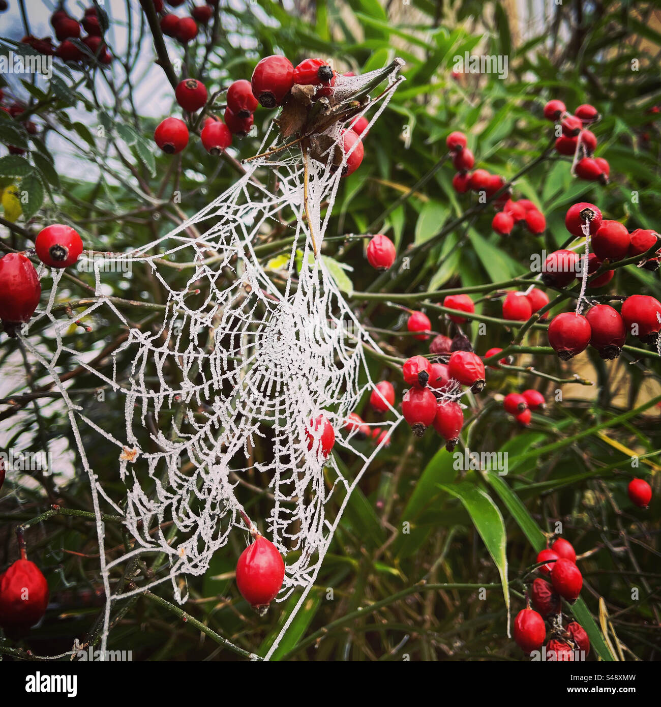 Frost on spider web hi-res stock photography and images - Alamy
