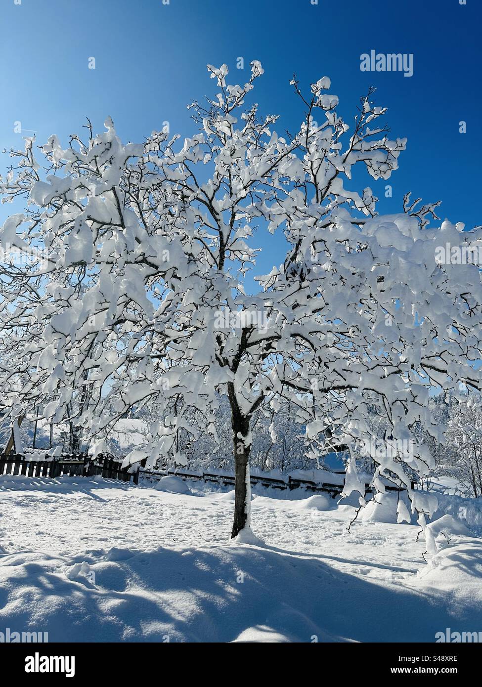 Snow, Schnee, nature, Winter, Germany Stock Photo - Alamy