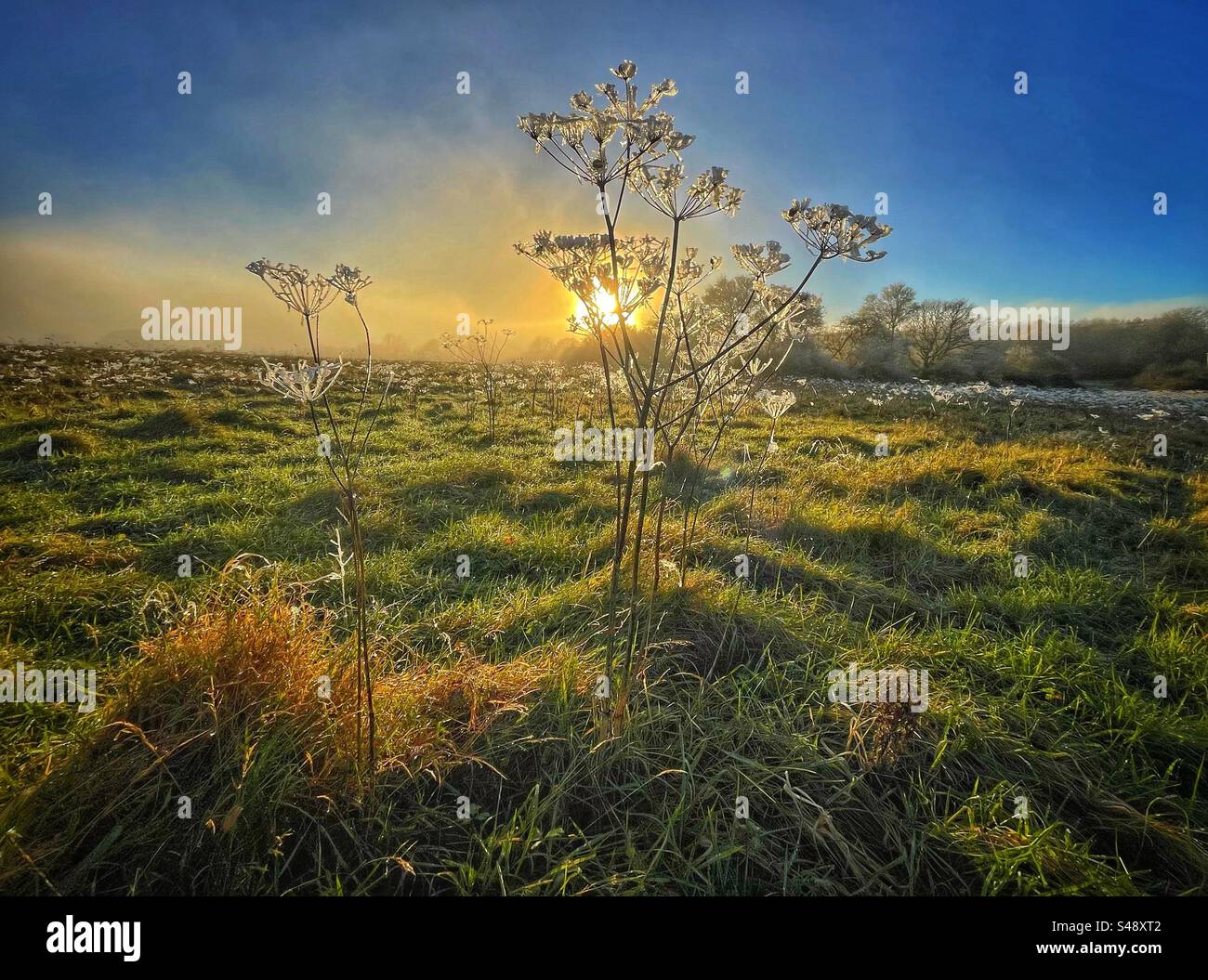 Frosty cow parsley heads Stock Photo - Alamy