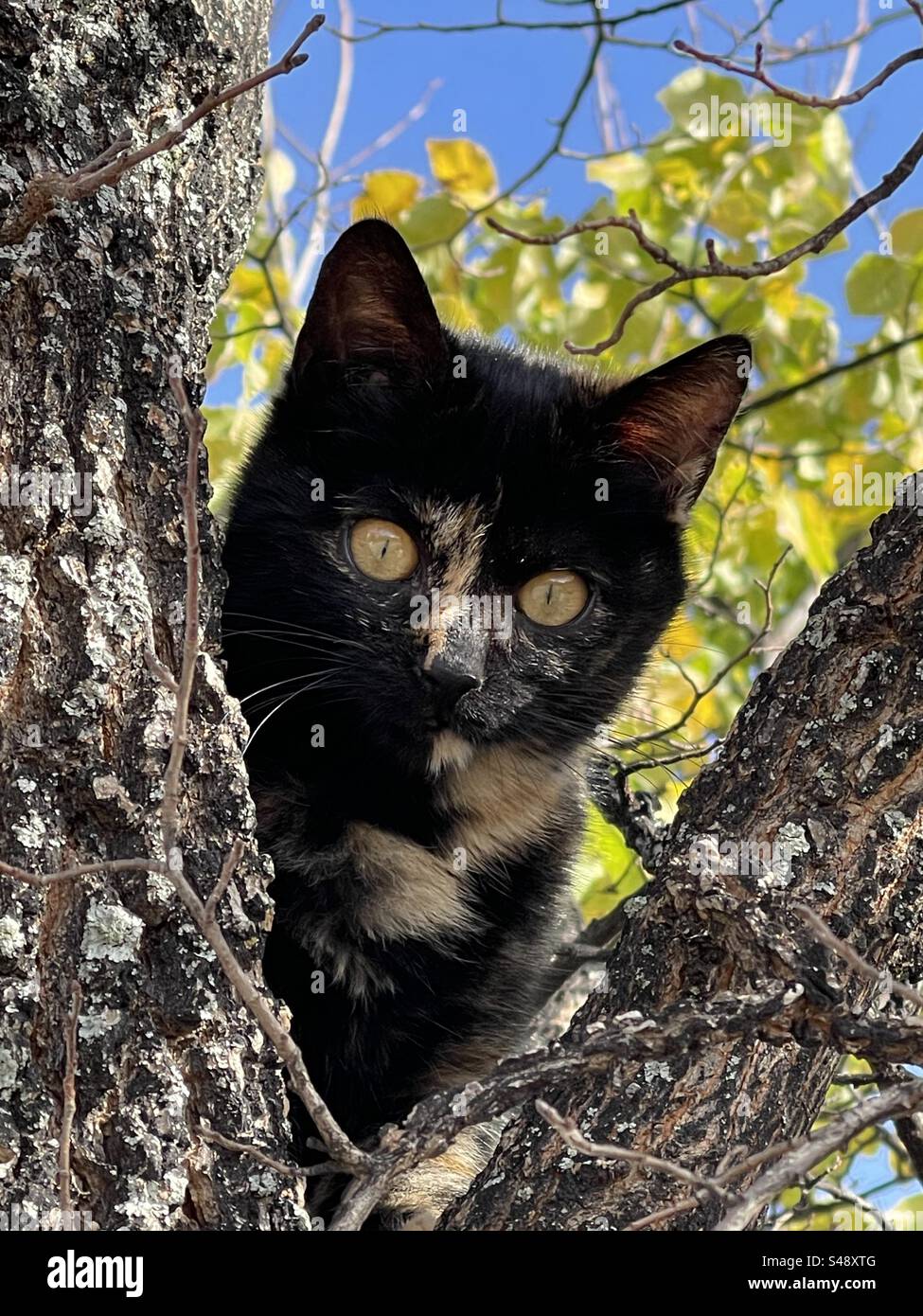Carey cat in nature Stock Photo - Alamy