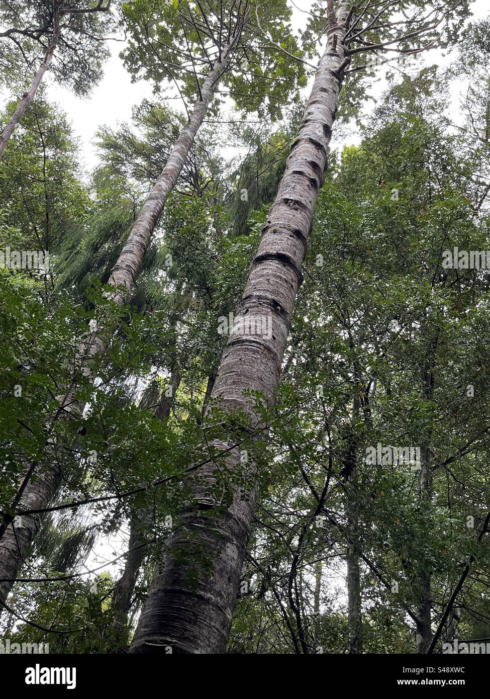 Kauri pine tree hi-res stock photography and images - Alamy