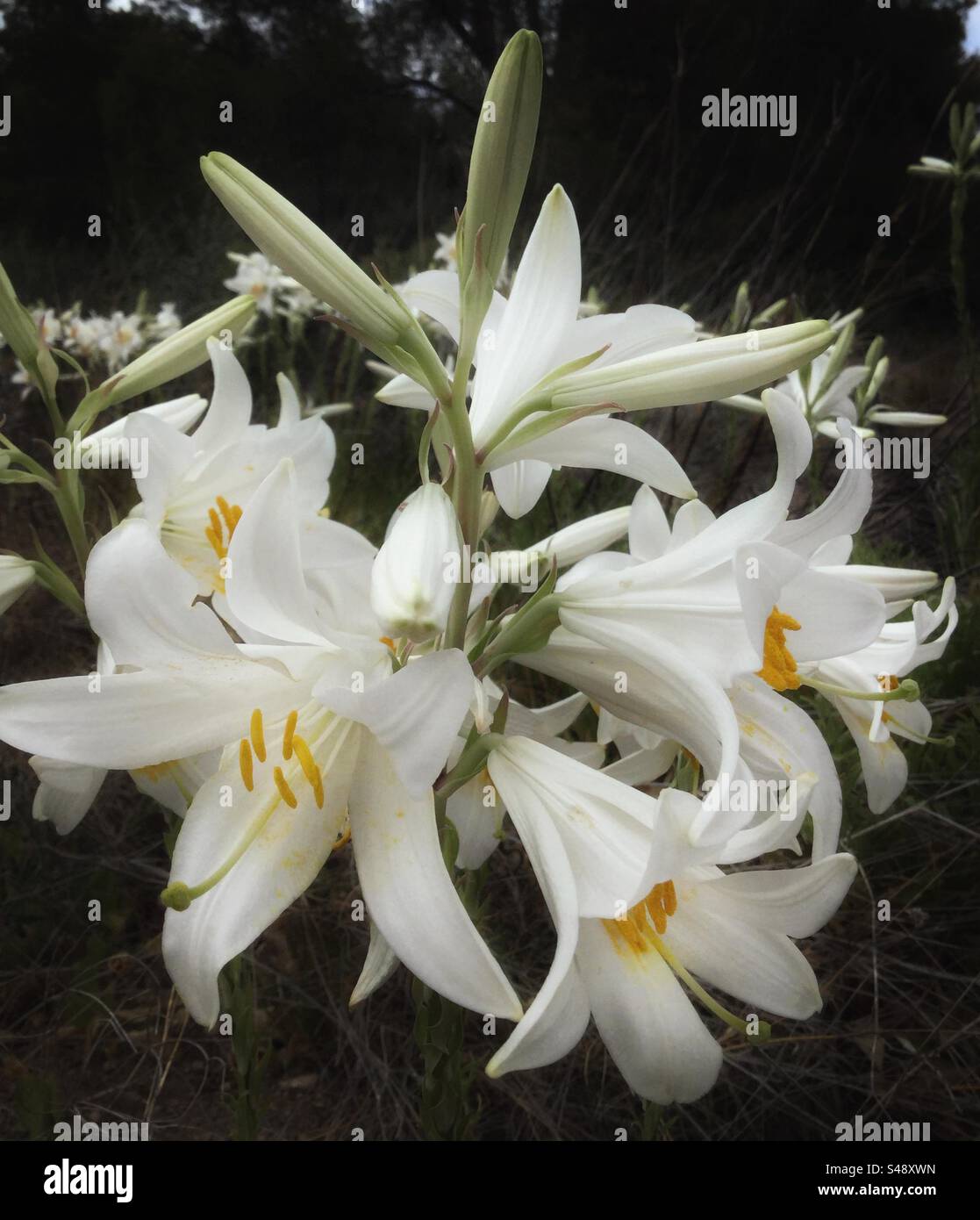 Madonna Lily in flower, Catalonia, Spain Stock Photo - Alamy