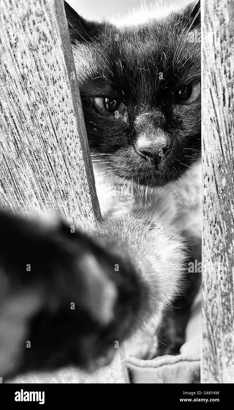 Cat reaching hi-res stock photography and images - Alamy