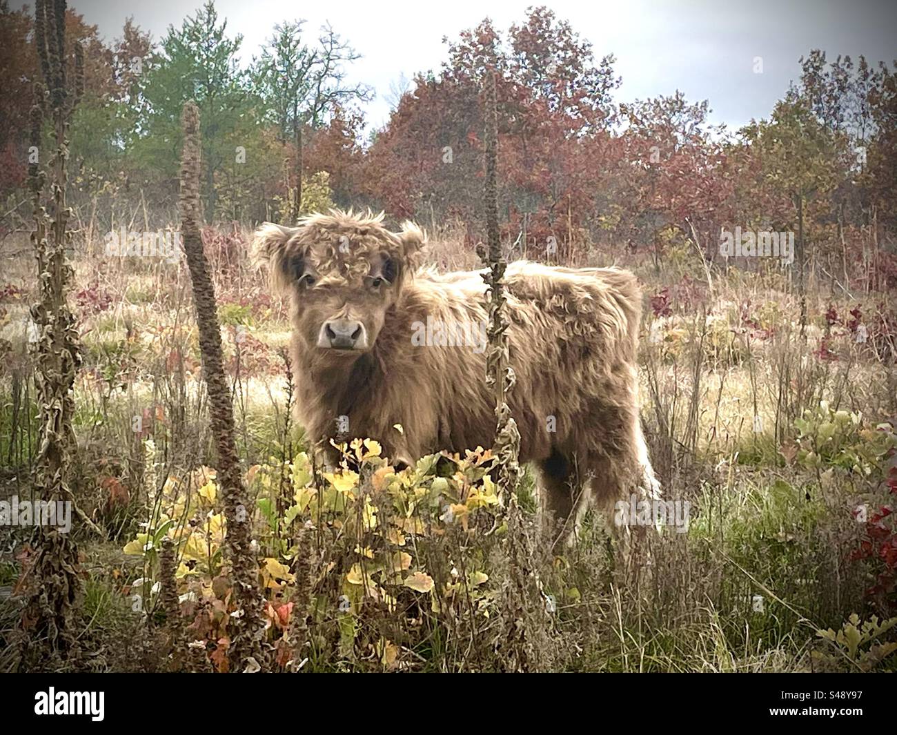 Fluffy cow hi-res stock photography and images - Alamy