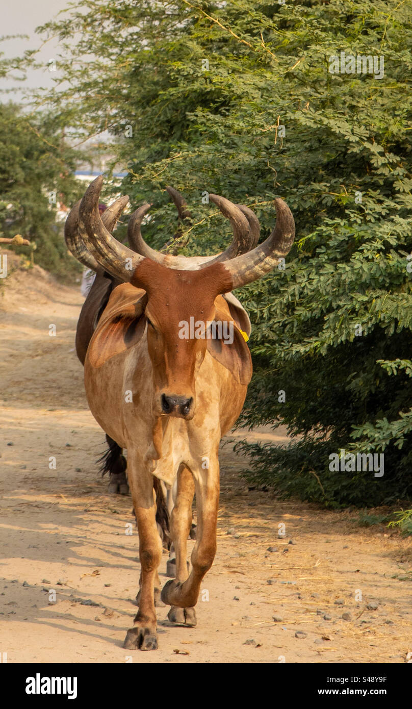 Indian cow. Gir cow from Gujarat. #villagelife # #indiancow # pattern ...