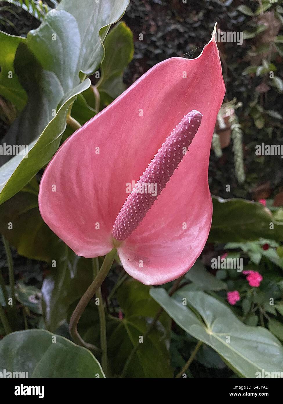 Pantone2024 hi-res stock photography and images - Alamy