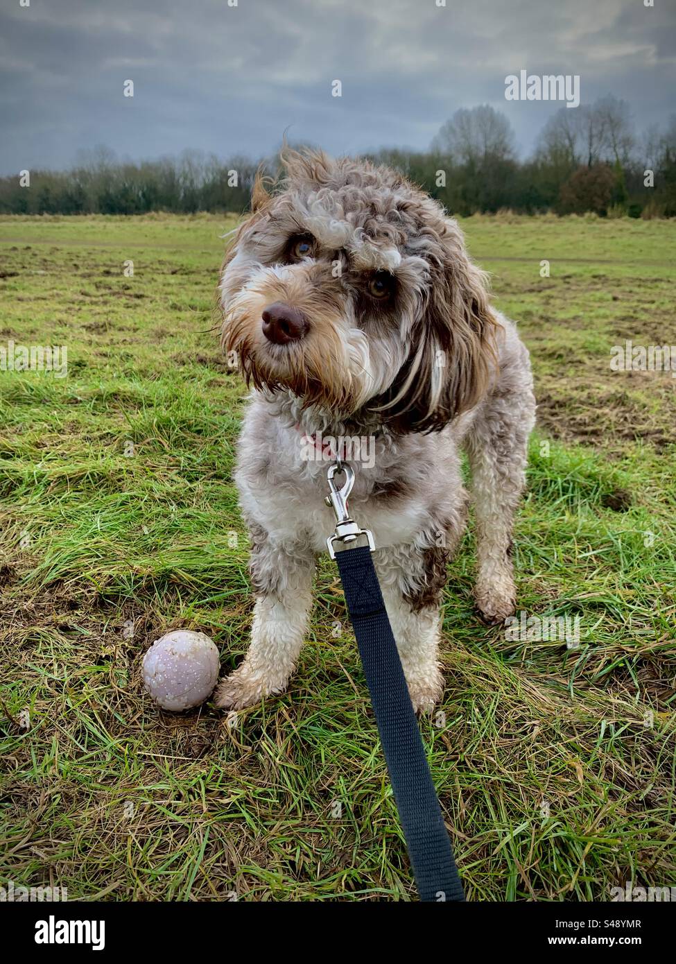 Adorable cockapoo hi-res stock photography and images - Alamy