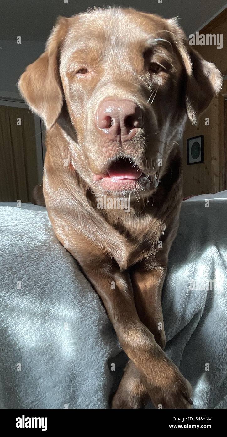 Chilling dog hi-res stock photography and images - Alamy
