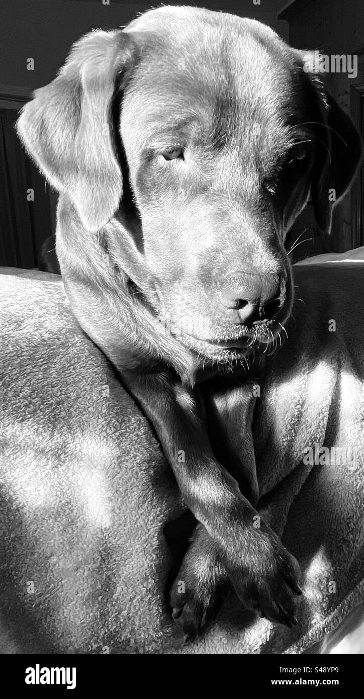 Pictures of chocolate hi-res stock photography and images - Alamy