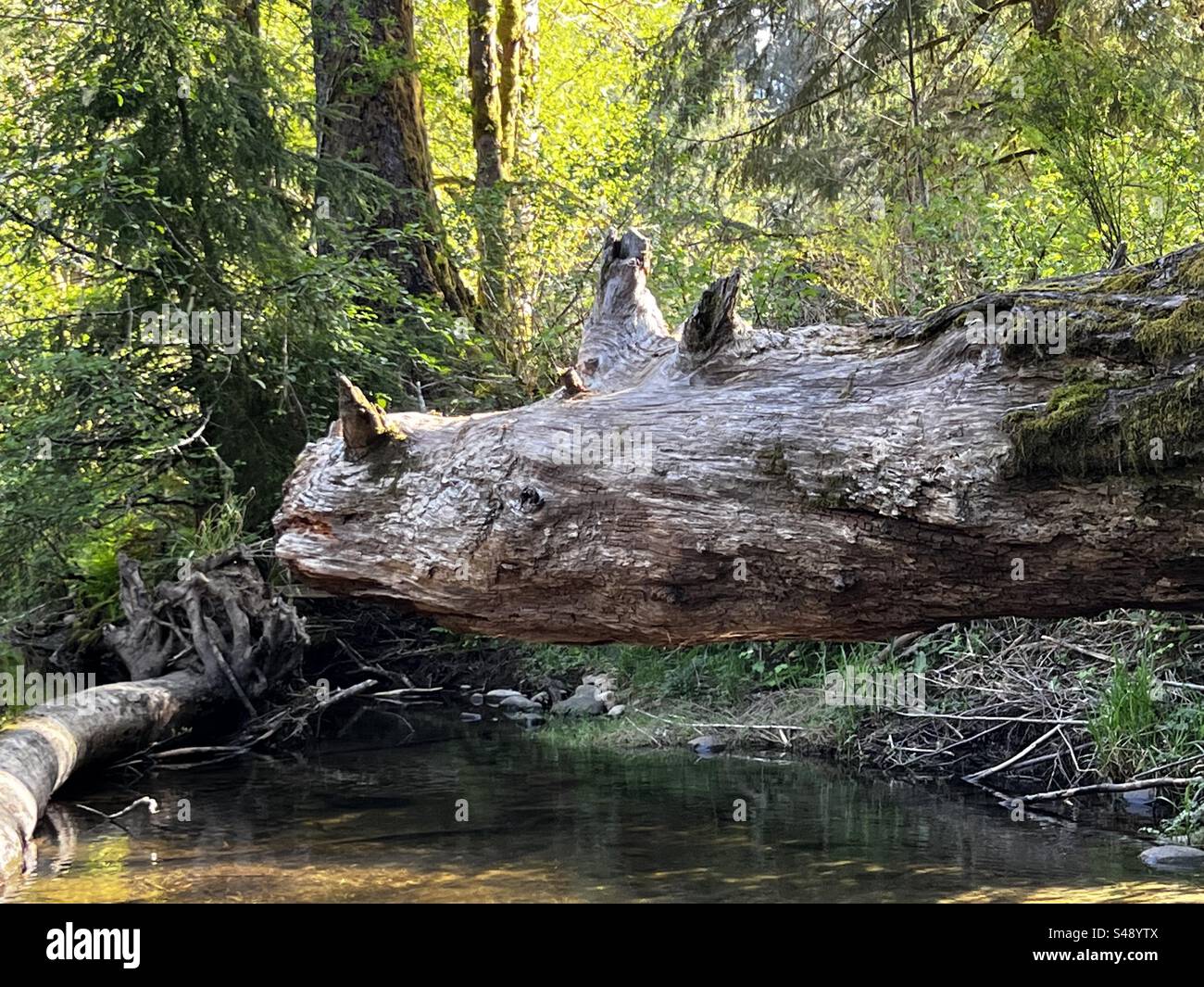 Rhino and tree hi-res stock photography and images - Alamy