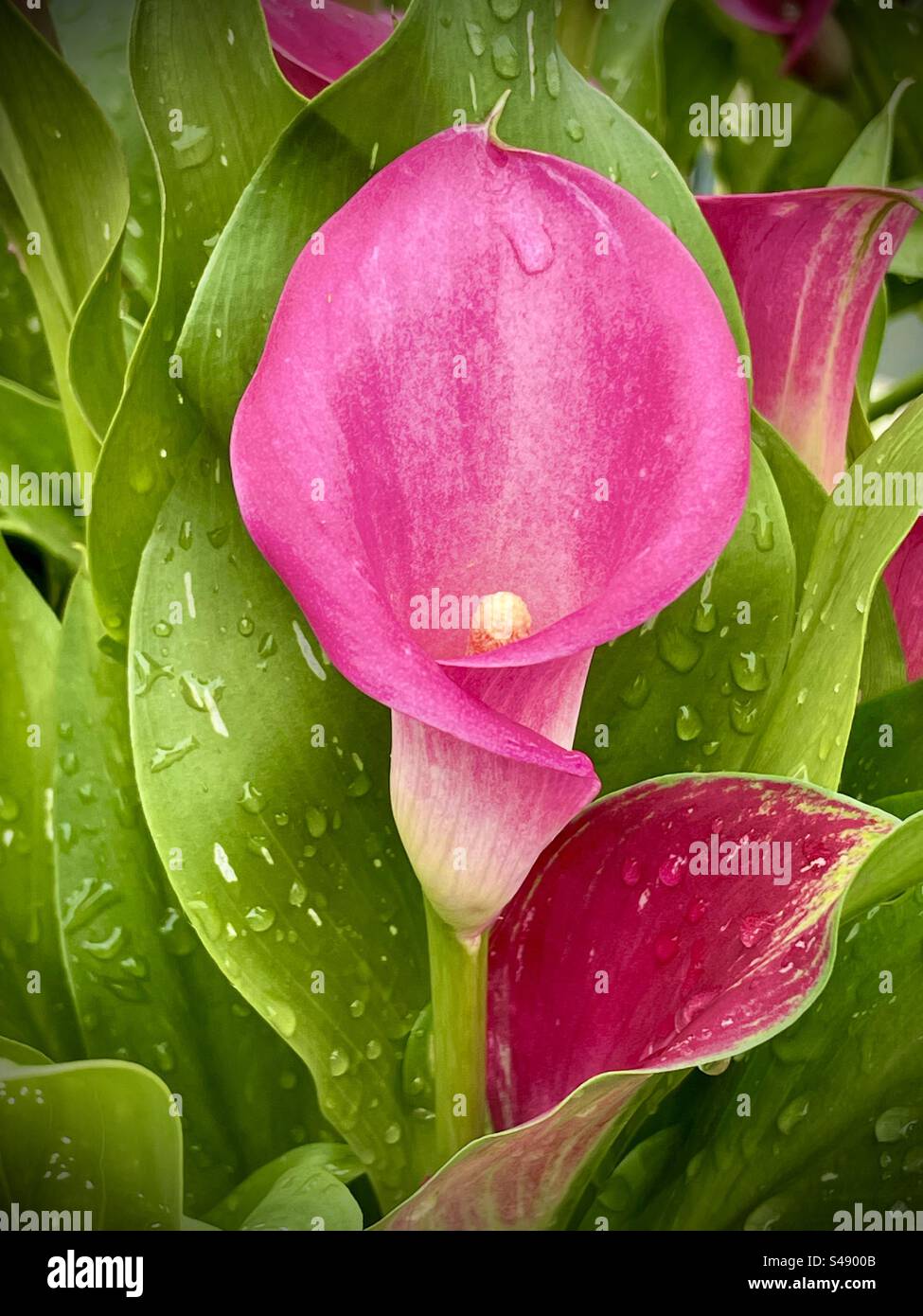 Pink calla lily hi-res stock photography and images - Alamy