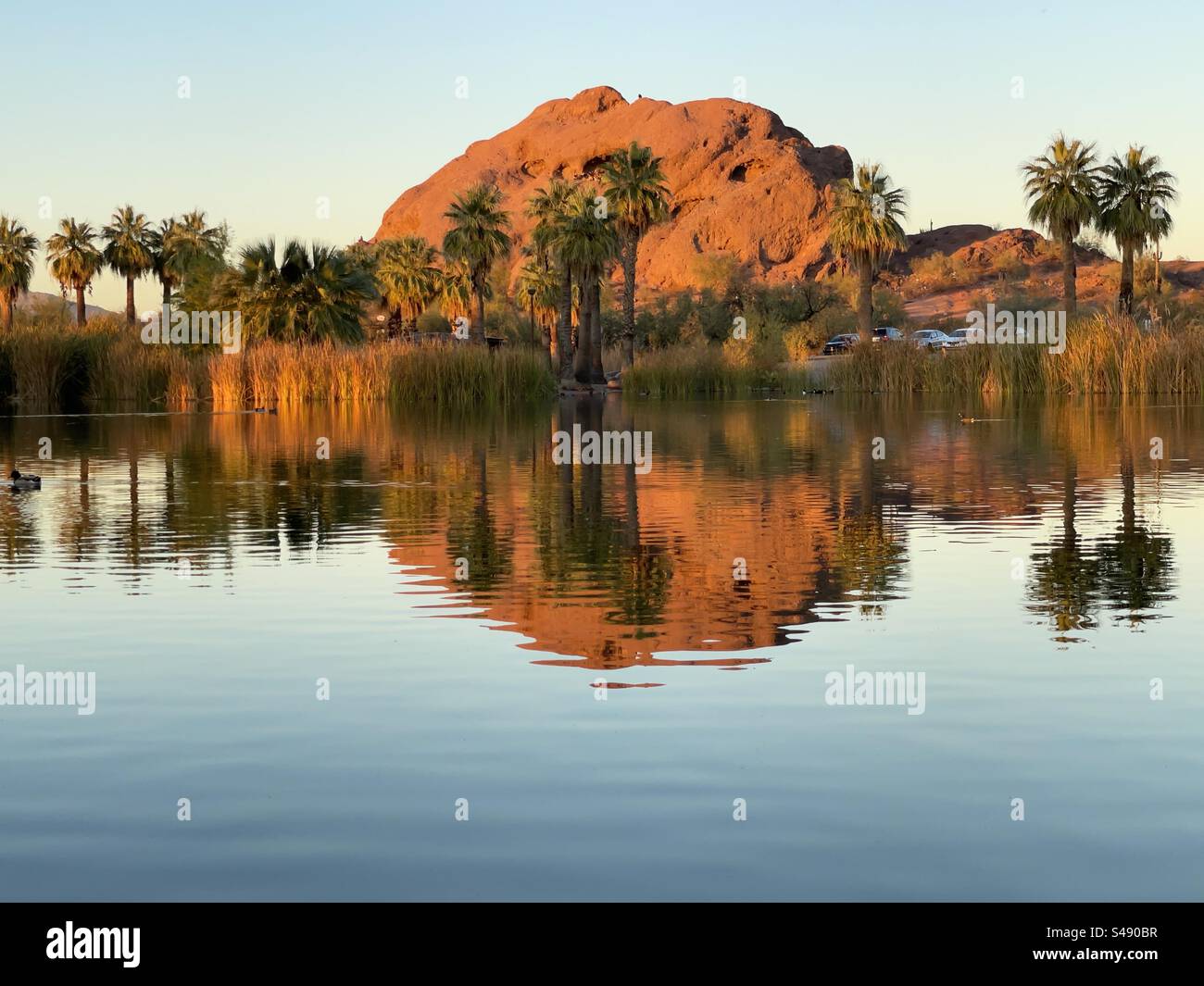 Reflection palm Trees and Hole in the Rock, golden hour, Papago Park ...