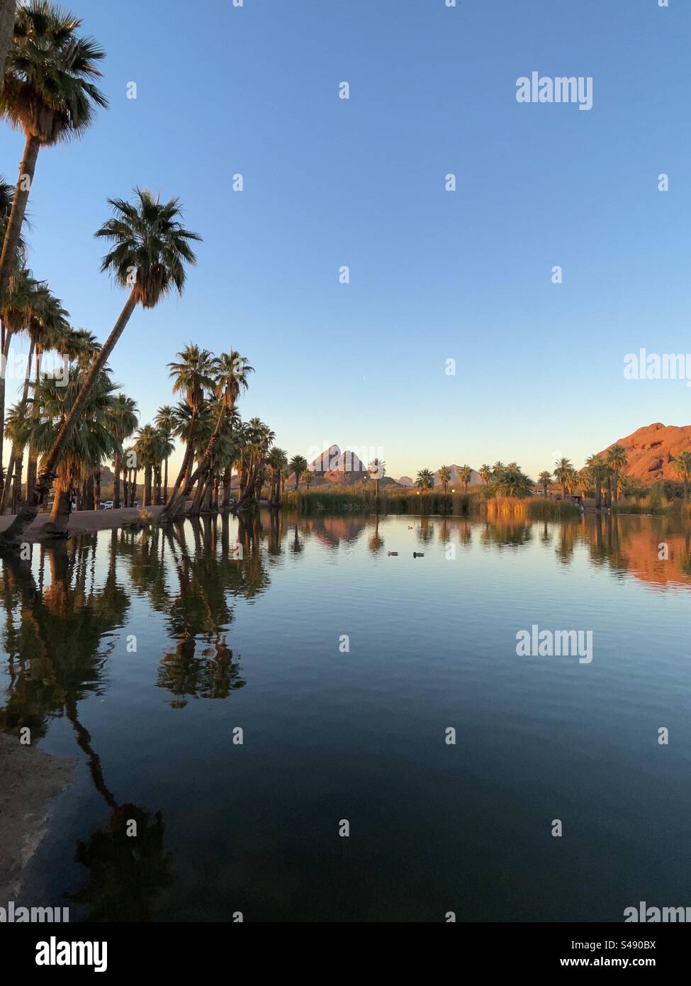 Reflection palm Trees and Hole in the Rock, golden hour, Papago Park ...