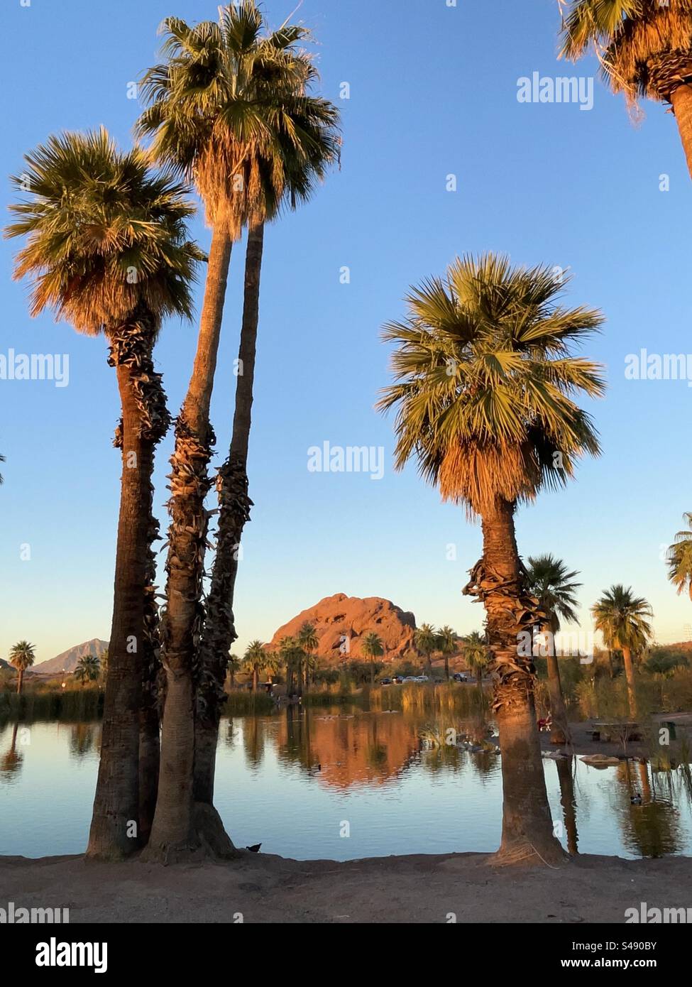 Reflection palm Trees and Hole in the Rock, golden hour, Papago Park ...