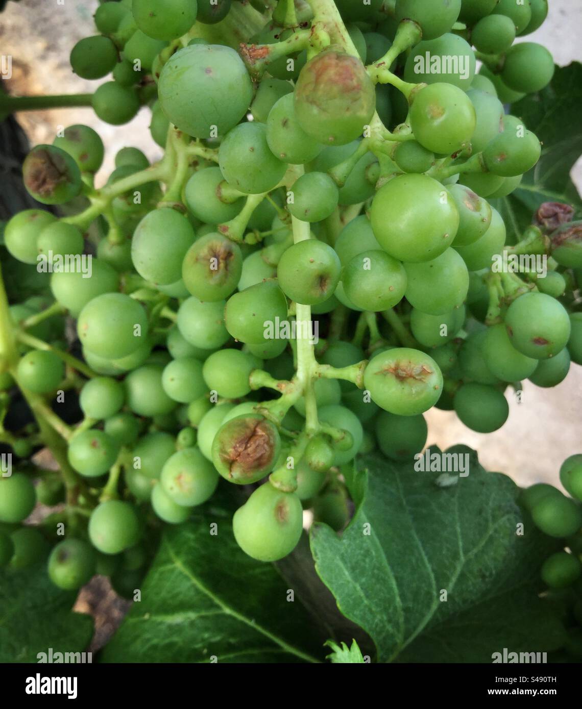 Hail damage vineyard hi-res stock photography and images - Alamy