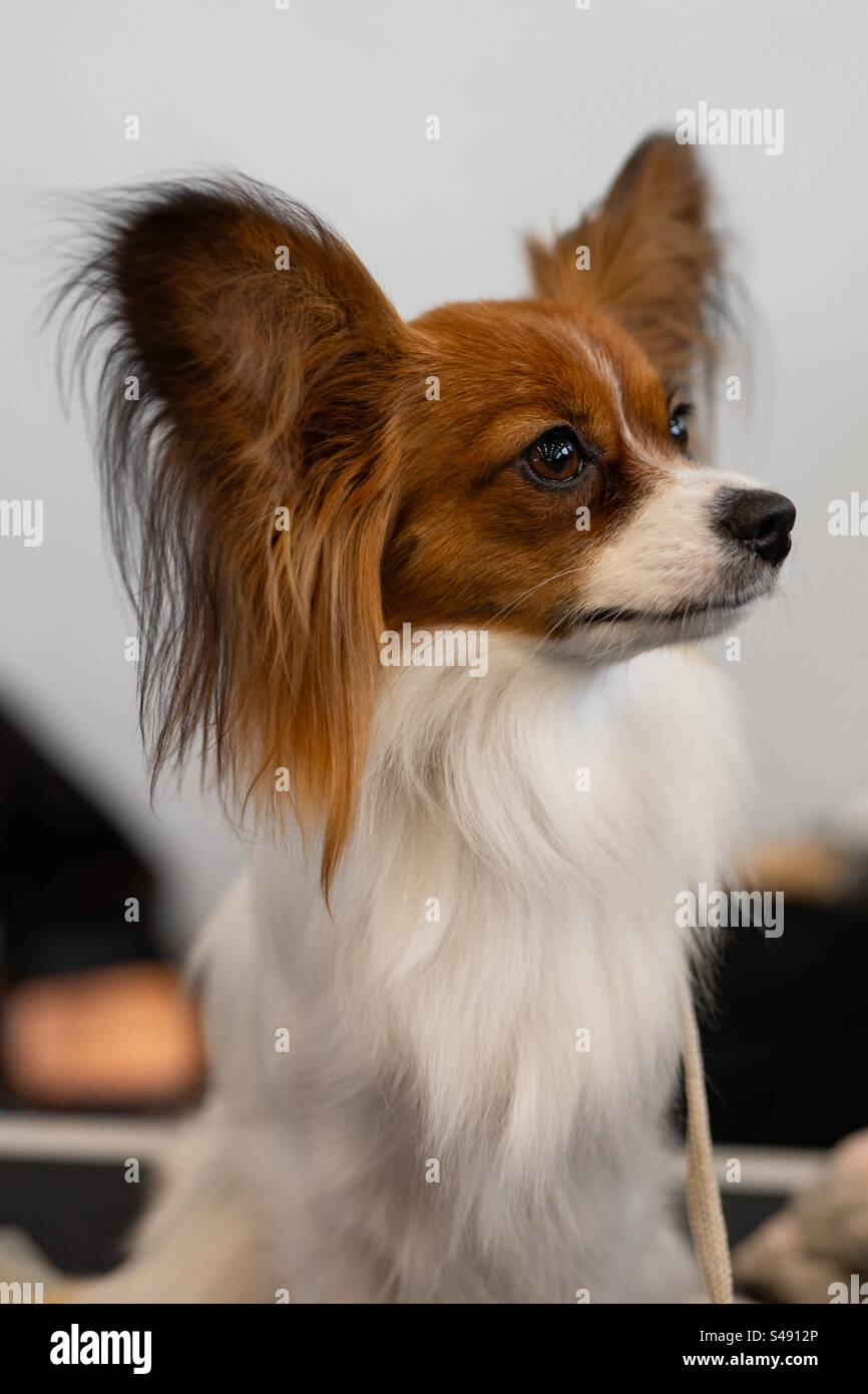 Papillon dog hi-res stock photography and images - Alamy